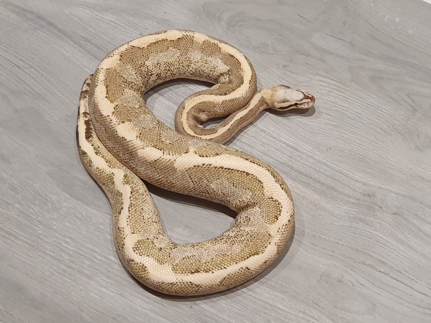 Vanilla Cream Yellow Belly Ball Python by Snake-Lady - MorphMarket