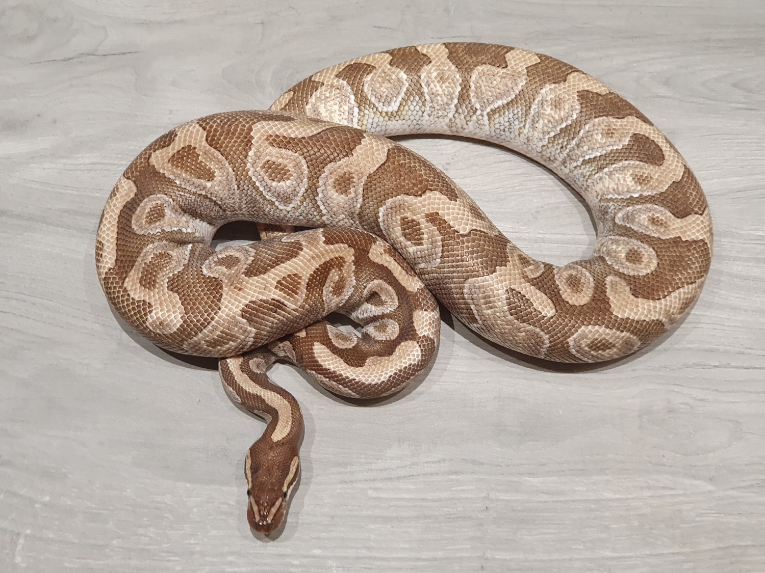 Enchi Mojave Ball Python by Snake-Lady - MorphMarket
