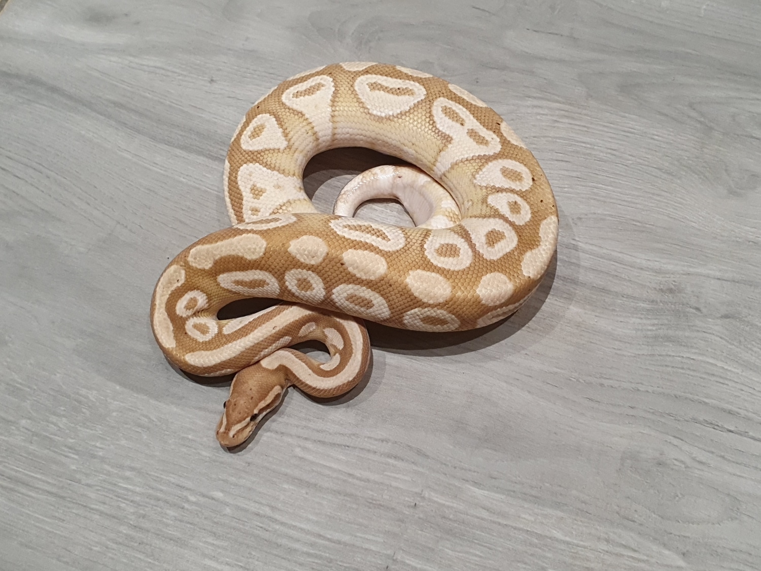 Coral Glow Mojave 100 % Het Axanthix SK-Line Ball Python by Snake-Lady ...