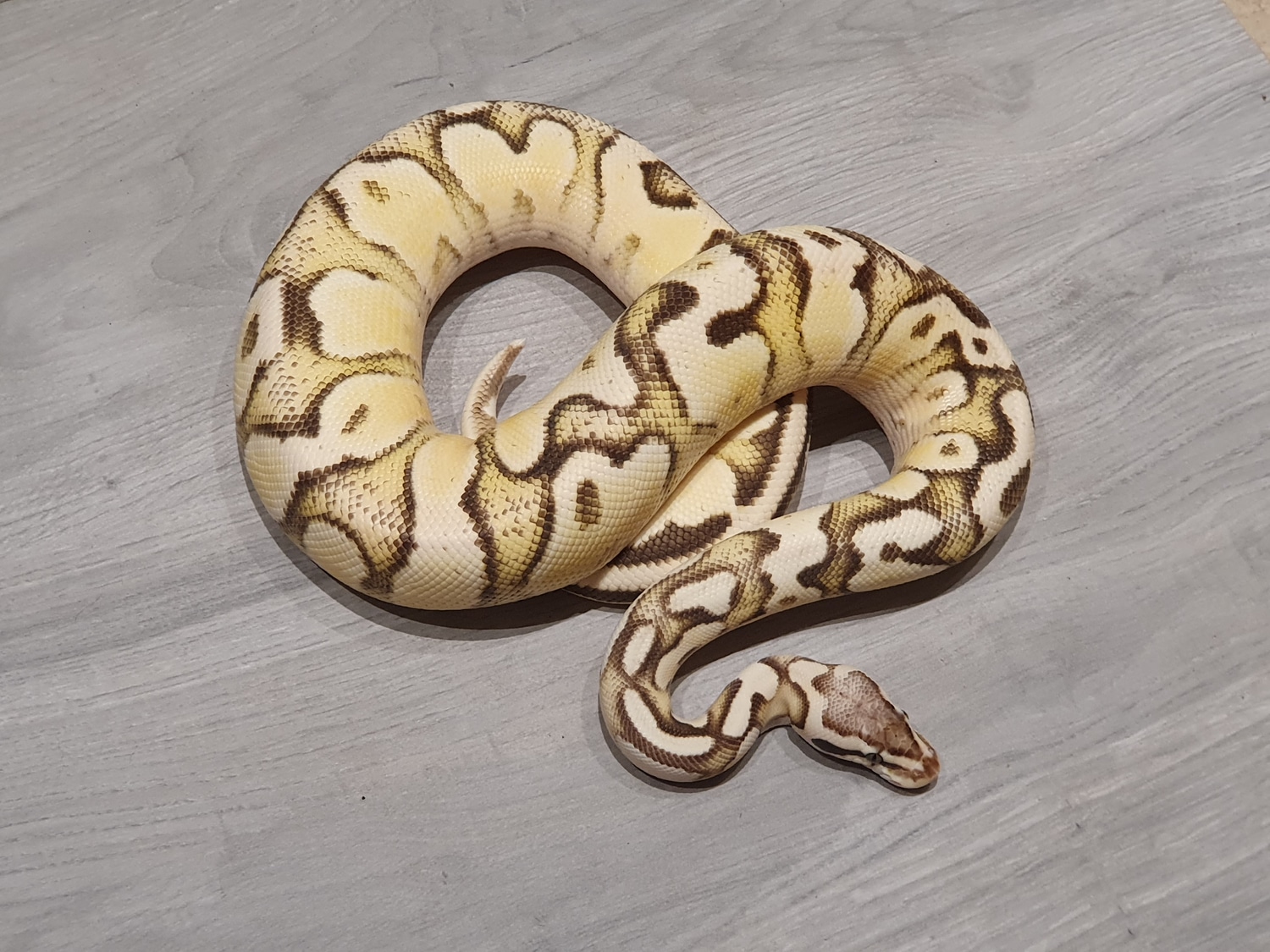 (Super ) Pastel Orange Dream Fire Yellow Belly Ball Python by Snake ...