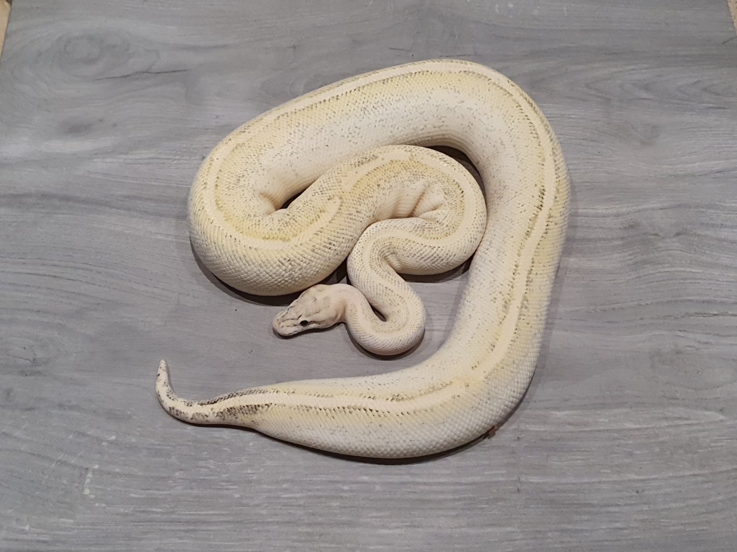 Puma Ball Python by Snake-Lady - MorphMarket