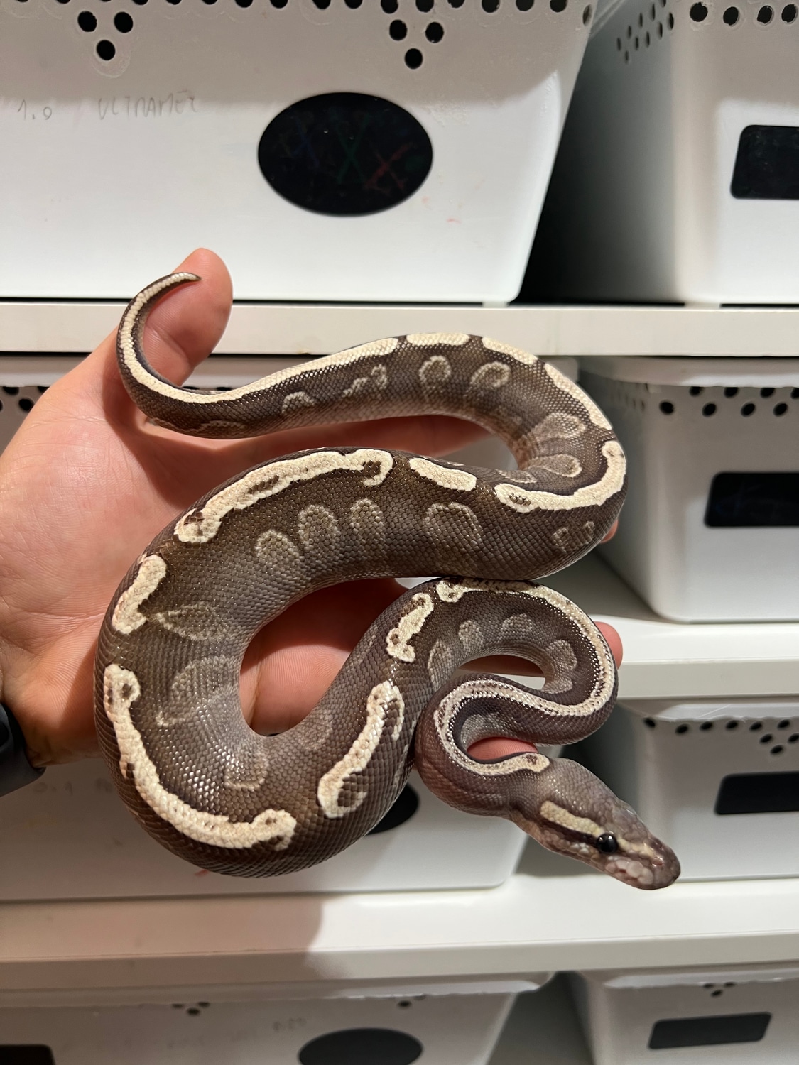 Ghi Mojave Fire/Vanilla Granite Ball Python by Snake-terapy - MorphMarket