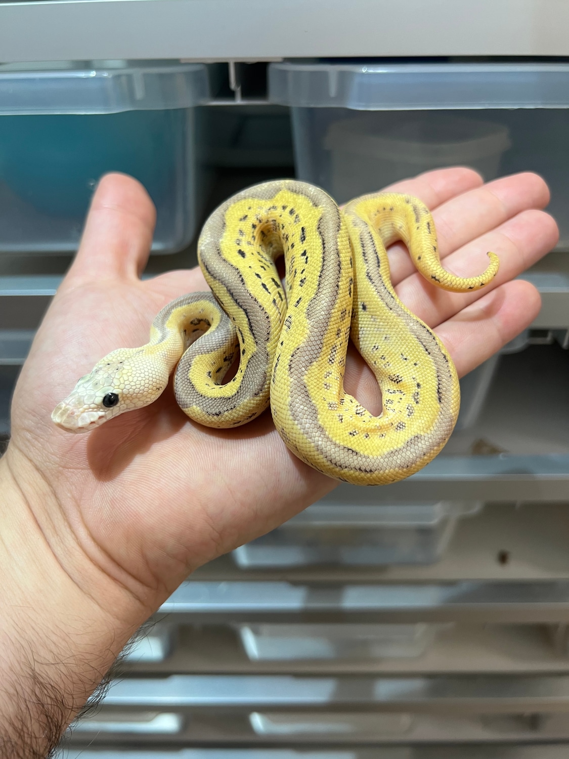 Firefly Leopard Clown Poss Super Ball Python by Snake-therapy - MorphMarket