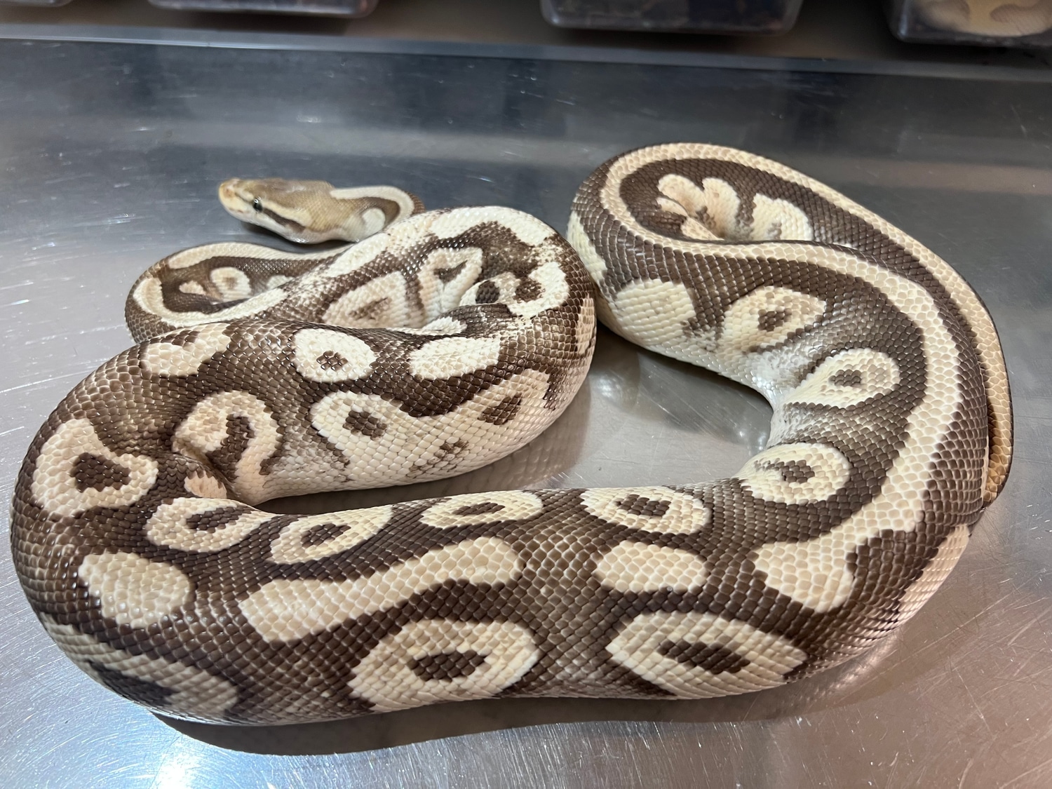 Mojave Firefly Ball Python by Snake-therapy - MorphMarket