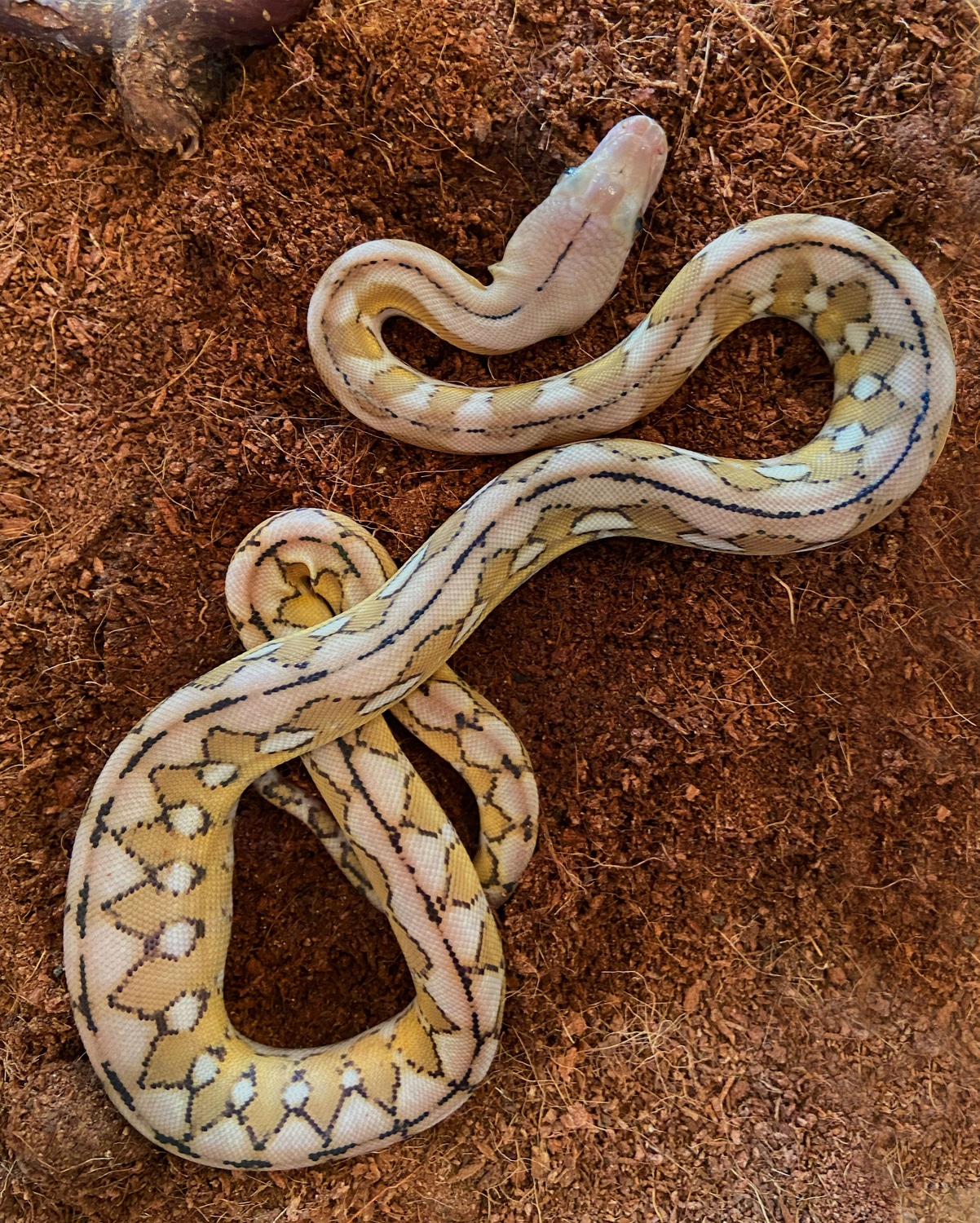 Super Dwarf Platinum Tiger 100% Het Purple Reticulated Python by ...