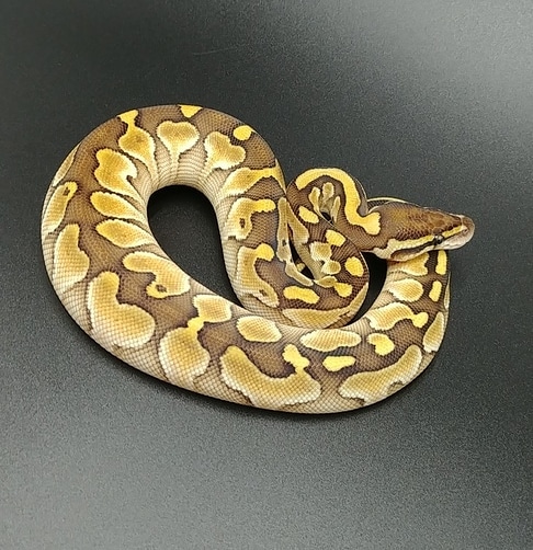 Lesser Calico Ball Python by CMM Constrictors