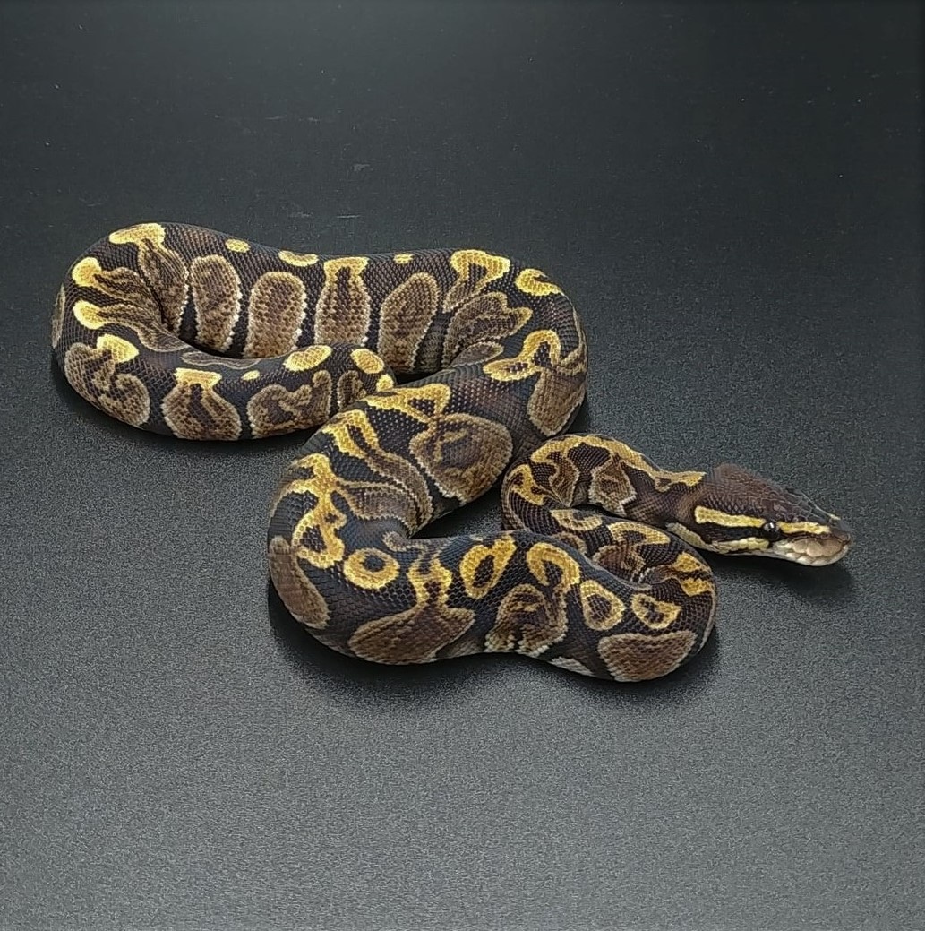 25% OFF! GHI 50% Het Albino Possible Chocolate Ball Python by CMM ...