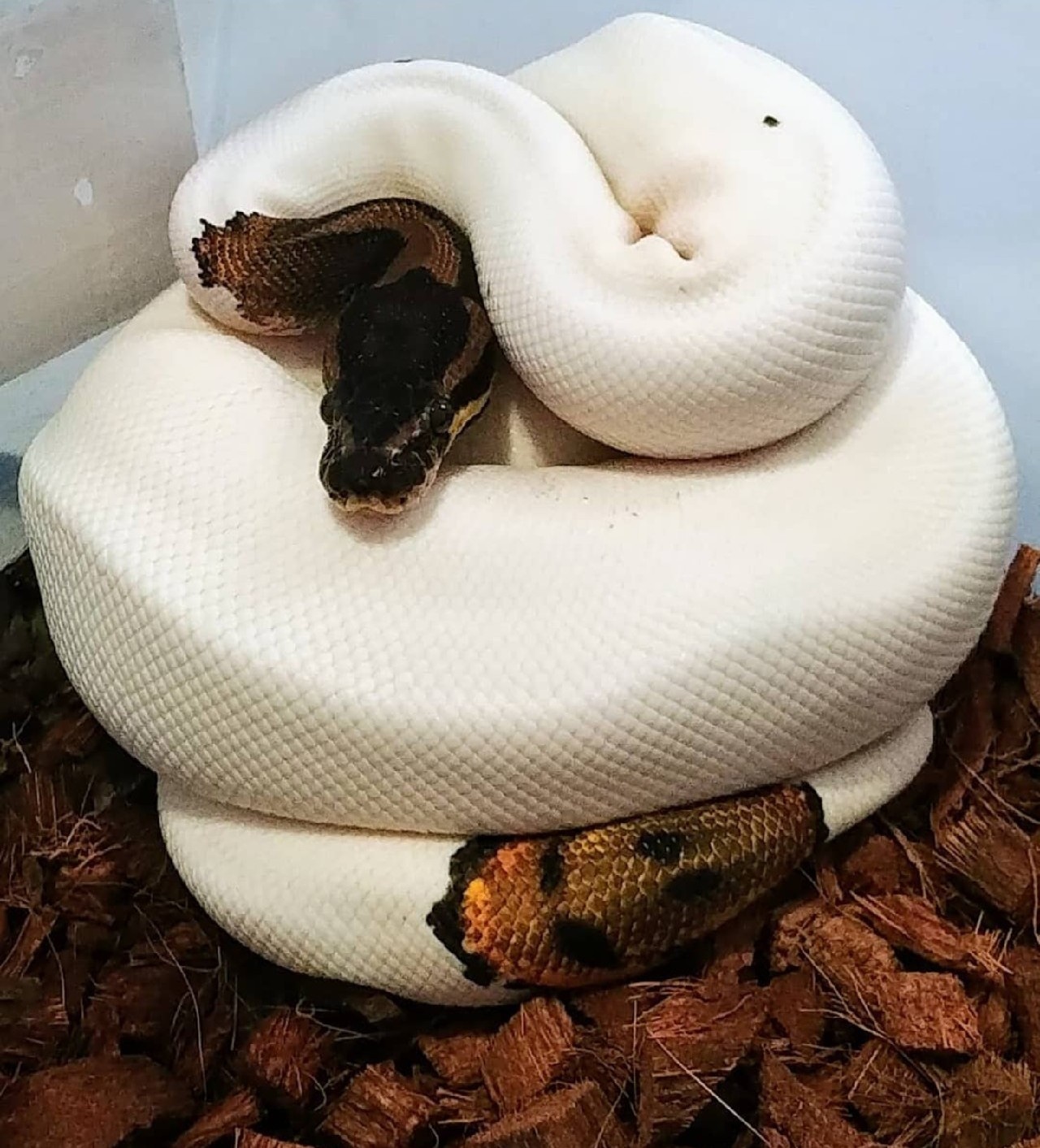 High White Pied Ball Python by CMM Constrictors - MorphMarket