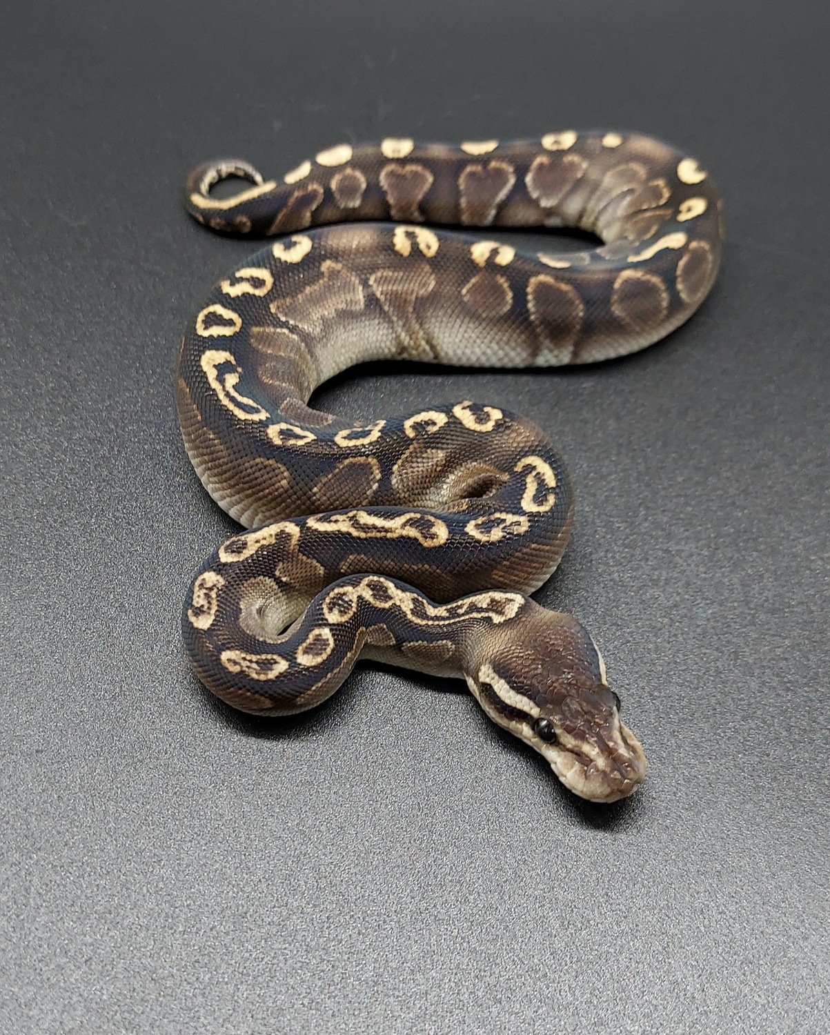 Black Pastel Chocolate GHI Lesser Possible Het Albino Ball Python by ...
