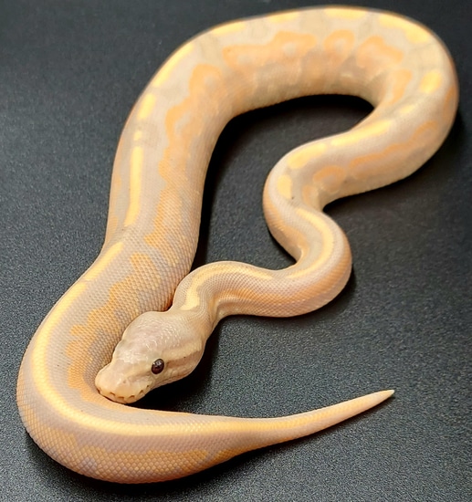 Free Shipping! Cinnamon Coral Glow 100% Het Pied 100% Het Lavender ...