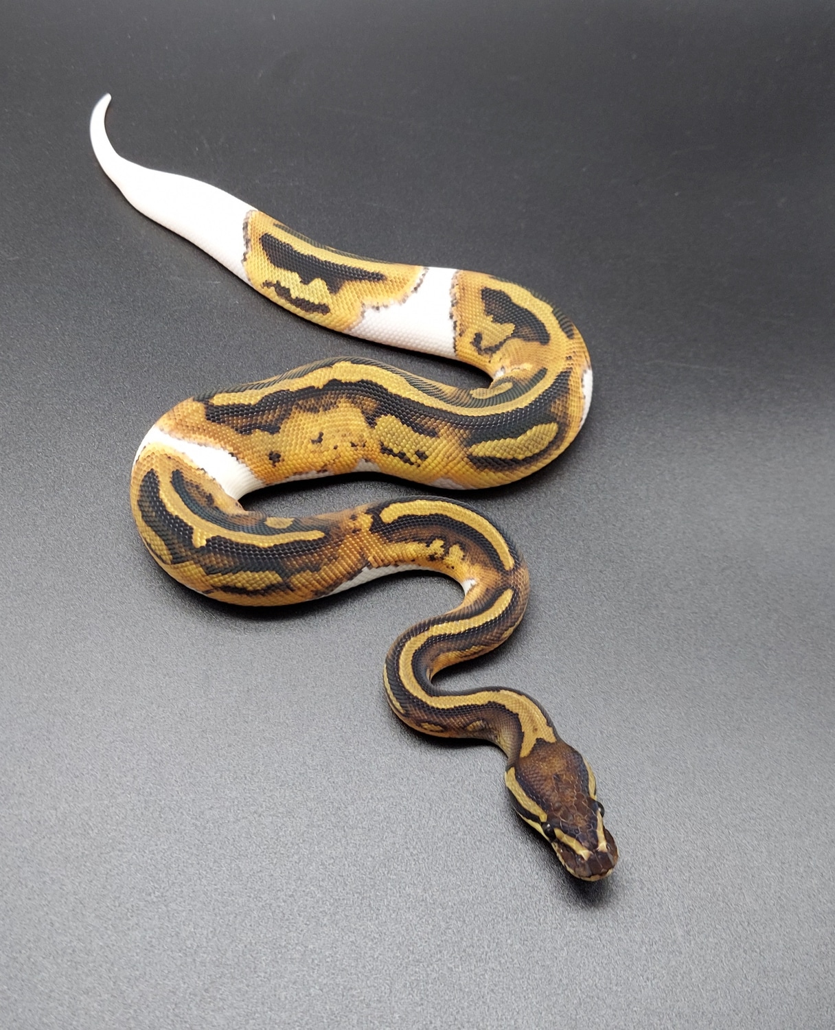 Blackhead Pied Ball Python by CMM Constrictors - MorphMarket