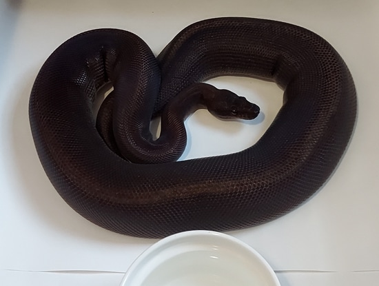 SUMA Ball Python by CMM Constrictors