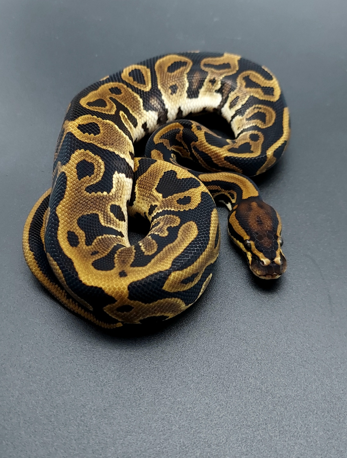 Leopard Het Pied Ball Python by CMM Constrictors - MorphMarket
