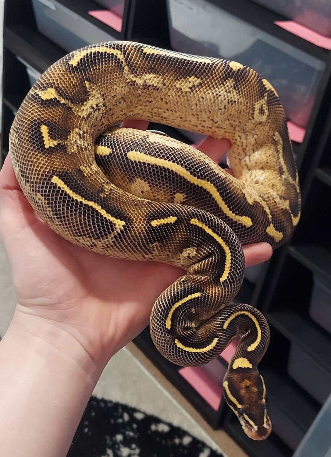 Freeway Ball Python by CMM Constrictors - MorphMarket