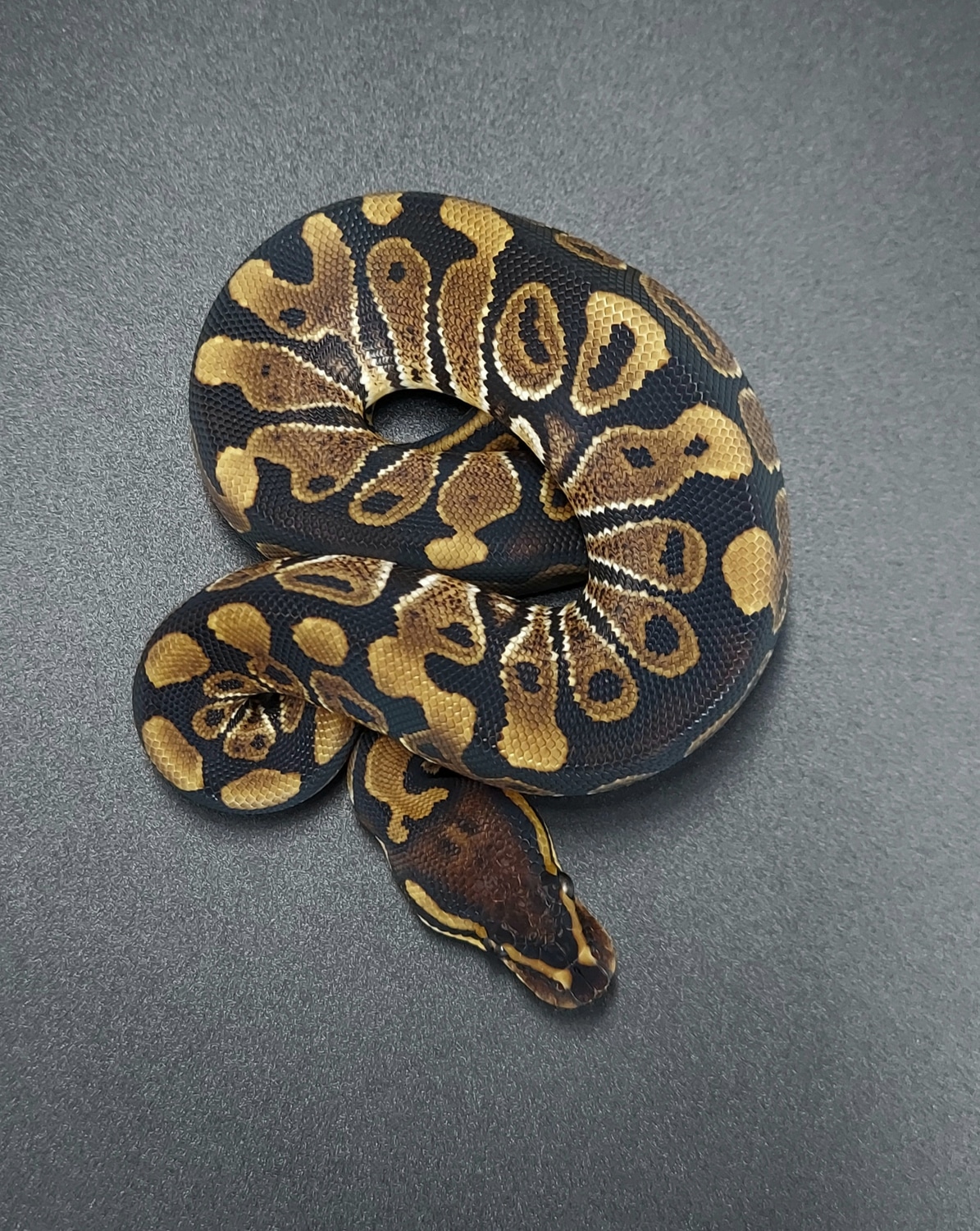 Free Shipping! 66% Het Clown Ball Python by CMM Constrictors - MorphMarket