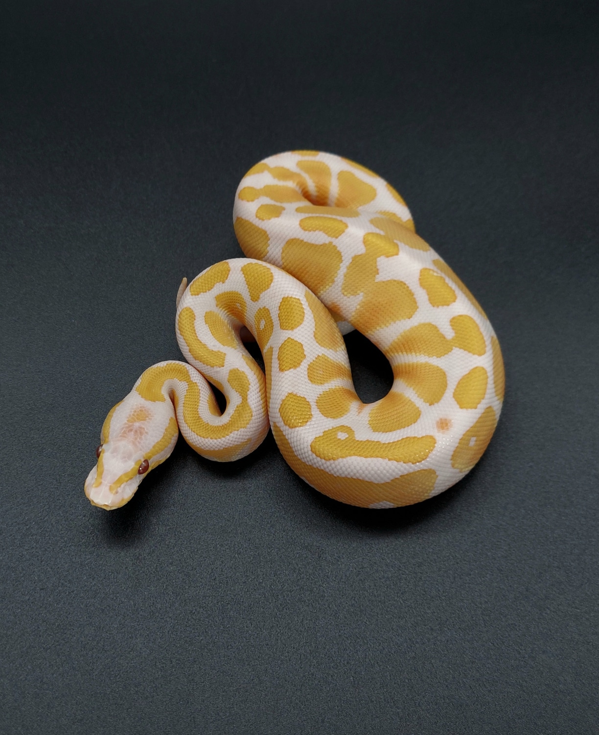 Lavender Albino 100% Het Pied Ball Python by CMM Constrictors - MorphMarket