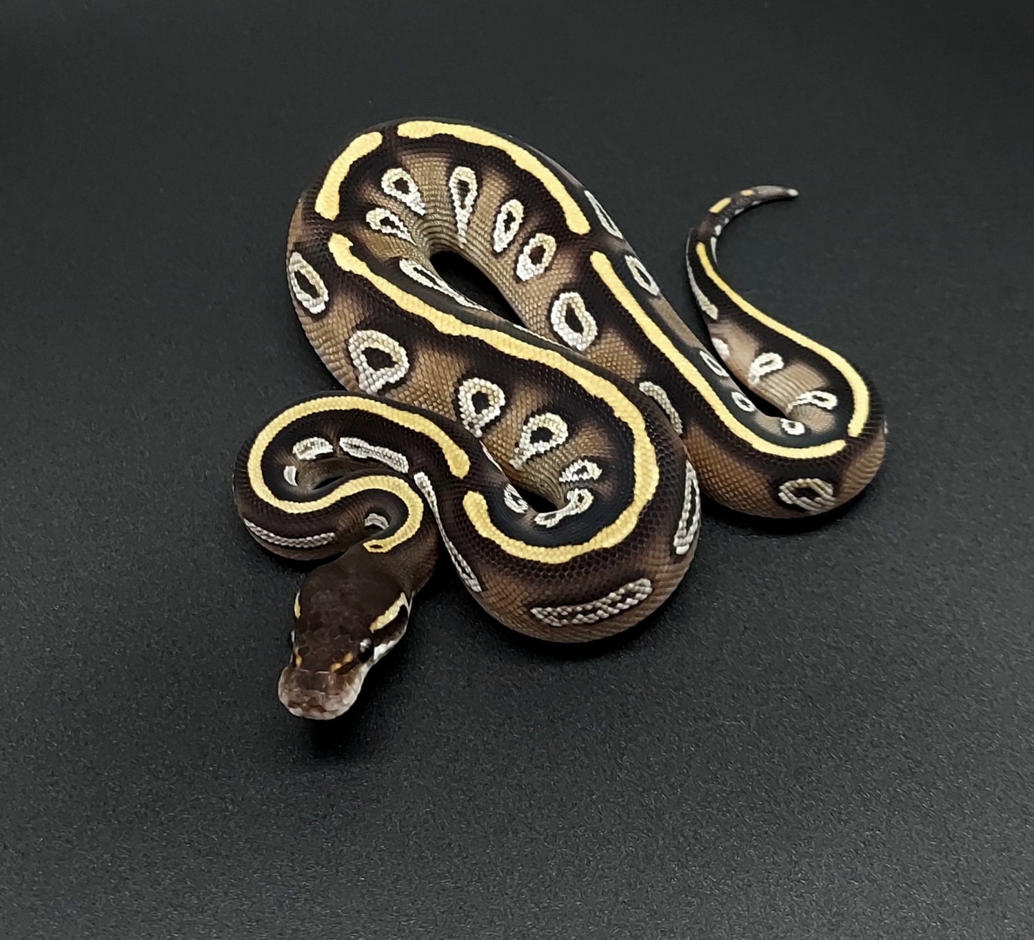 Blackhead Mojave 100% Het Clown Ball Python by CMM Constrictors ...