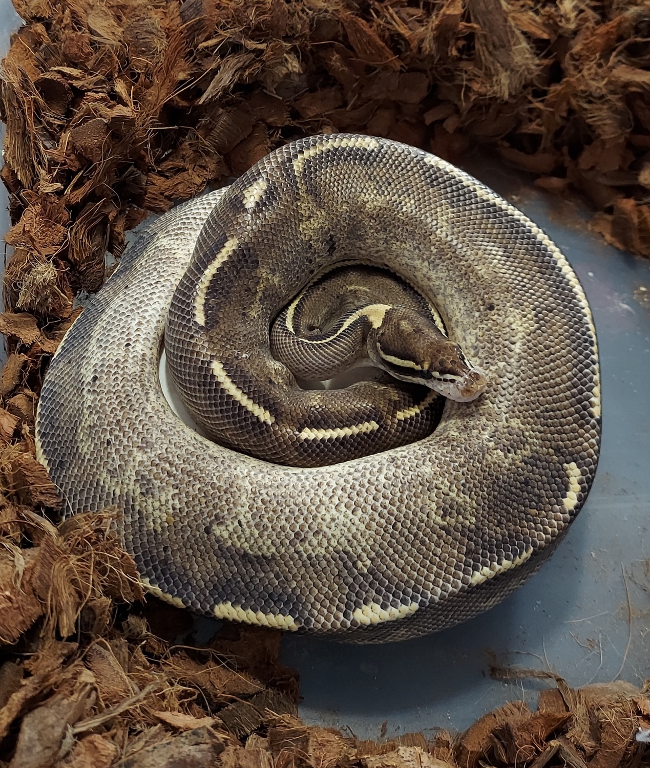 Freeway Ball Python by CMM Constrictors - MorphMarket