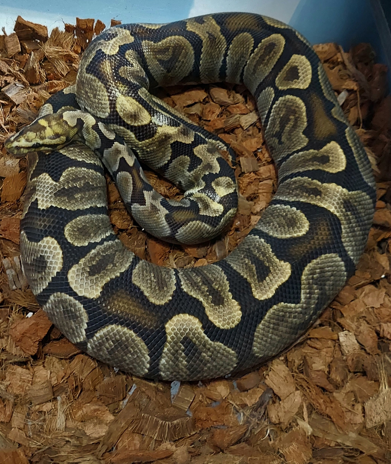 Proven Breeder GHI Albino Paradox. Ball Python by CMM Constrictors ...