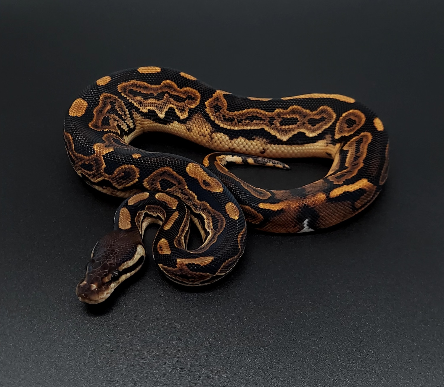 Cinnamon 100% Het Pied Ball Python by CMM Constrictors - MorphMarket