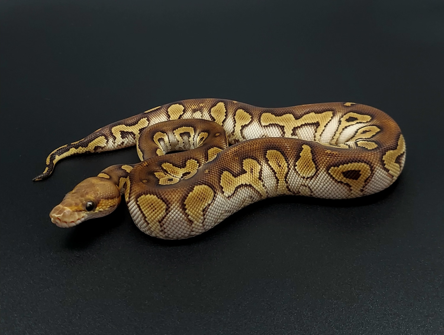 Mojave Clown Ball Python by CMM Constrictors - MorphMarket