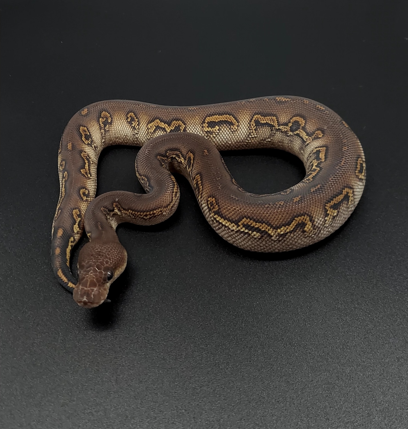 Blackhead Mojave Clown Ball Python by CMM Constrictors - MorphMarket