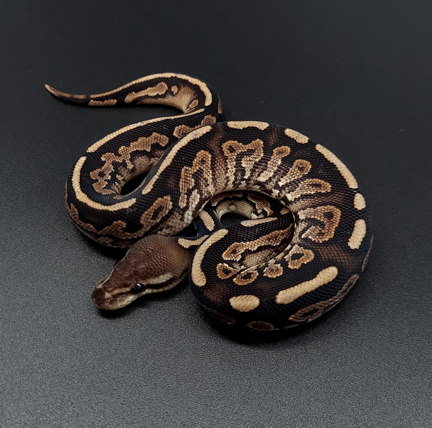 Black Pastel 100% Het Pied 100% Het Lavender Albino Ball Python by CMM ...