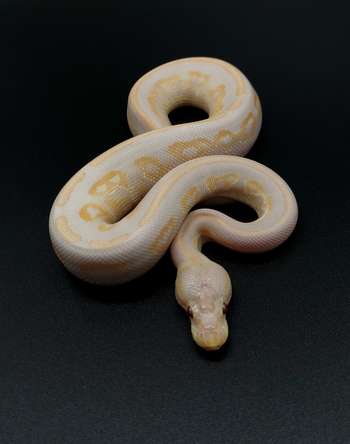 Cinnamon Lavender Albino 100% Het Pied Ball Python by CMM Constrictors ...