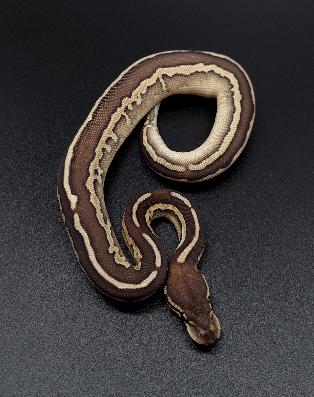 Blackhead Leopard Lesser Possible Het Pied Ball Python by CMM ...