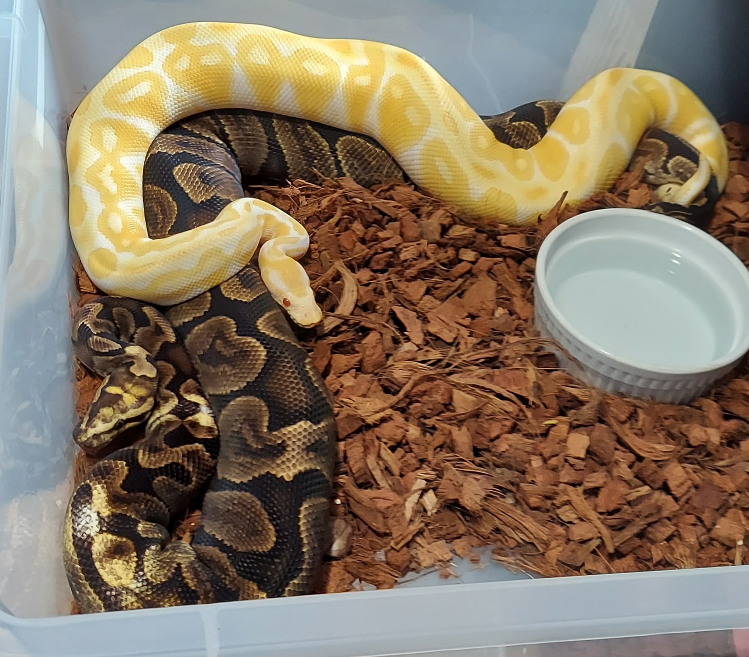 Blackhead Albino Proven Breeder. Ball Python by CMM Constrictors ...