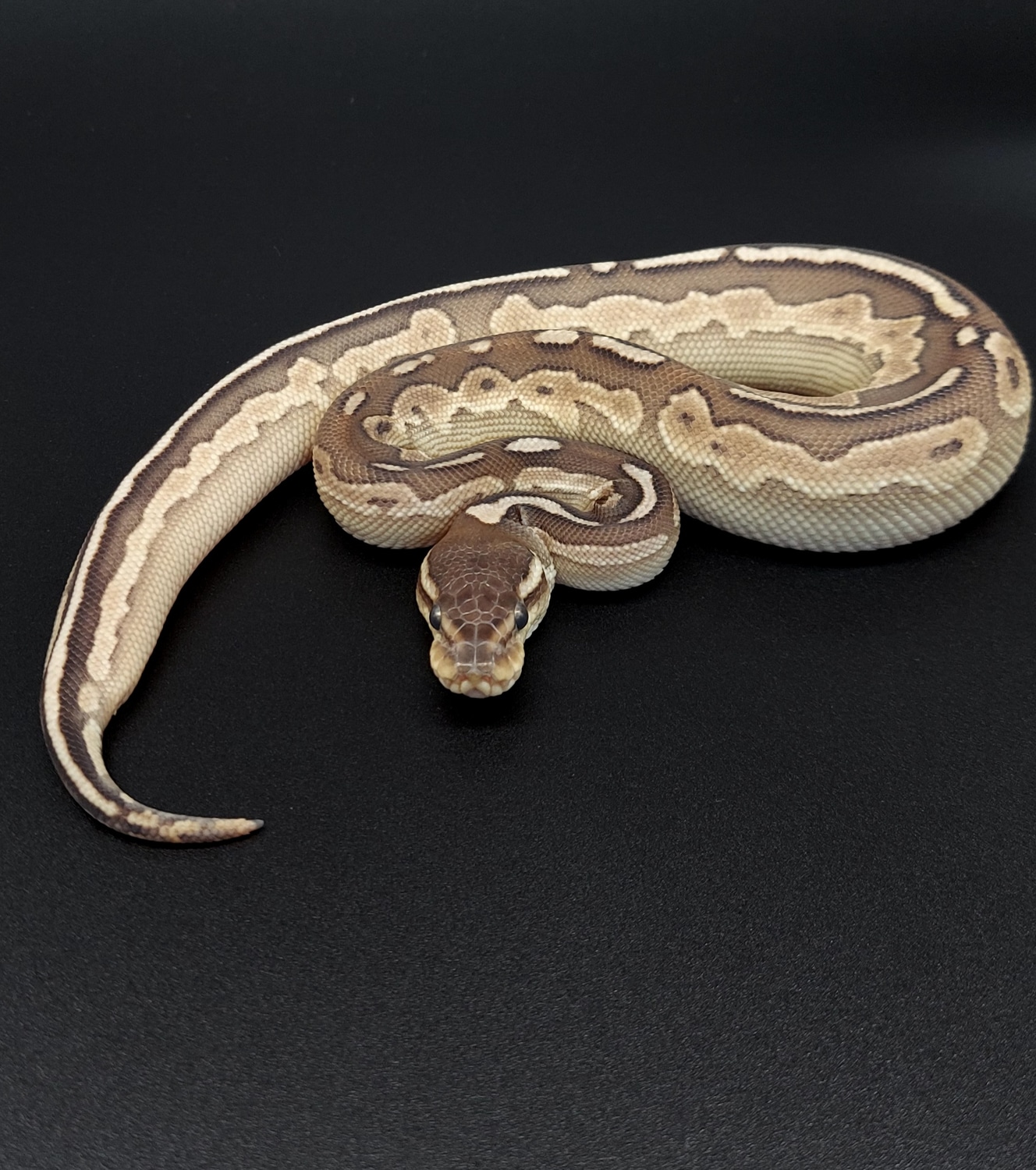 Black Pastel Lesser Possible Het Albino Possible. Ball Python by CMM ...