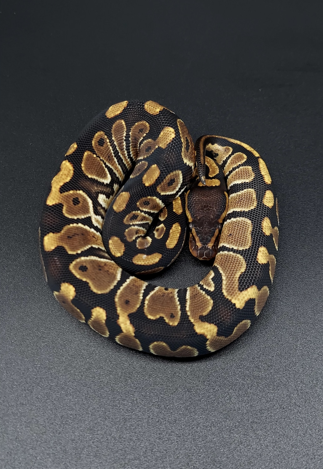 Yellowbelly 66% Het Clown Ball Python by CMM Constrictors - MorphMarket