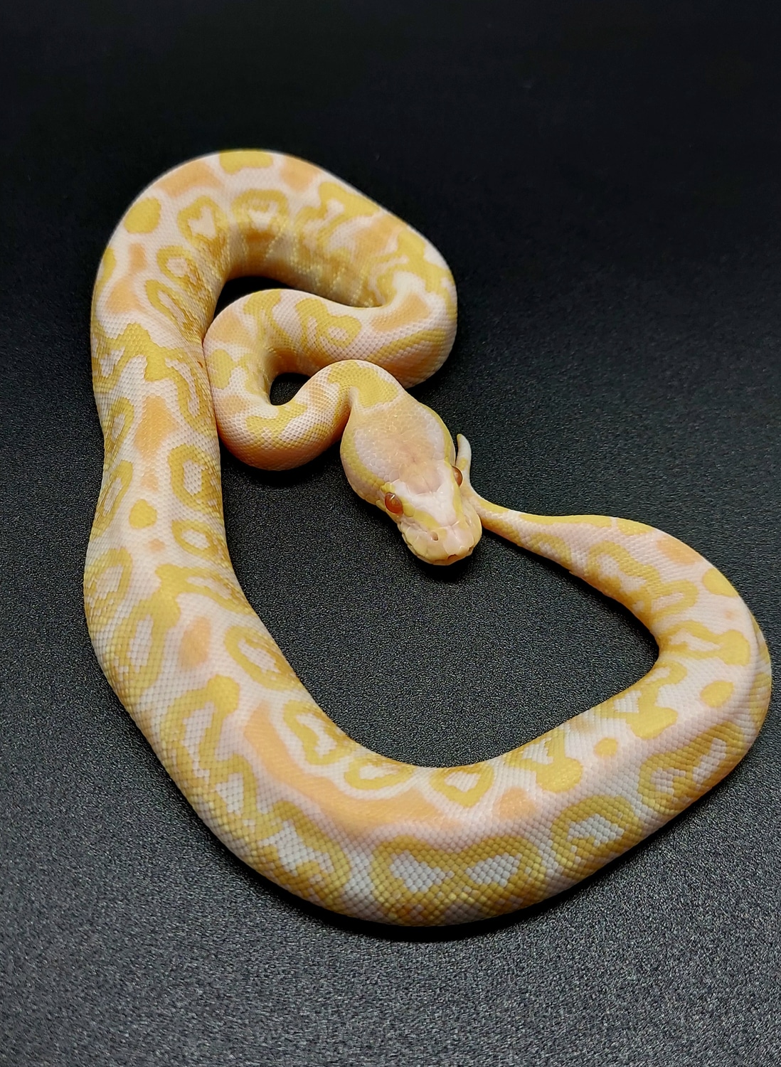 Blackhead GHI Albino Ball Python by CMM Constrictors - MorphMarket