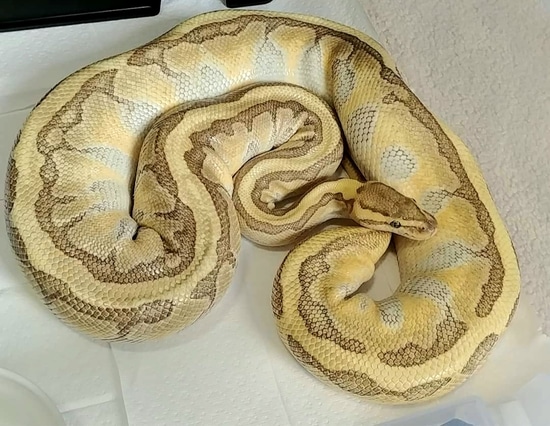 Enchi Kingpin 100% Het Clown Ball Python by CMM Constrictors