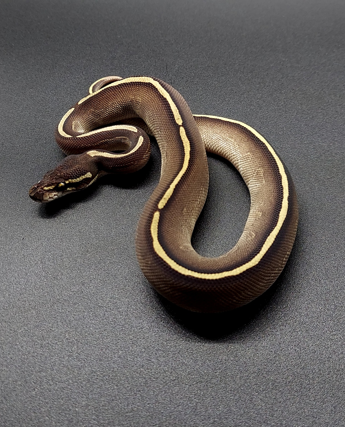 Blackhead GHI Mystic Ball Python by CMM Constrictors - MorphMarket