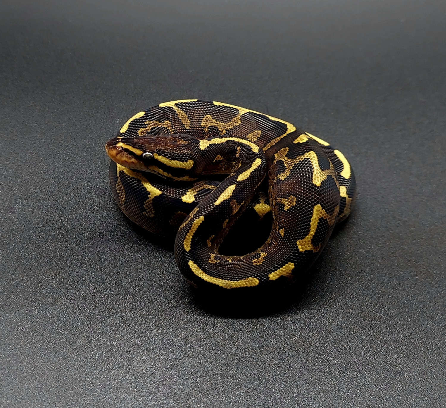 Super Asphalt Ball Python by CMM Constrictors - MorphMarket
