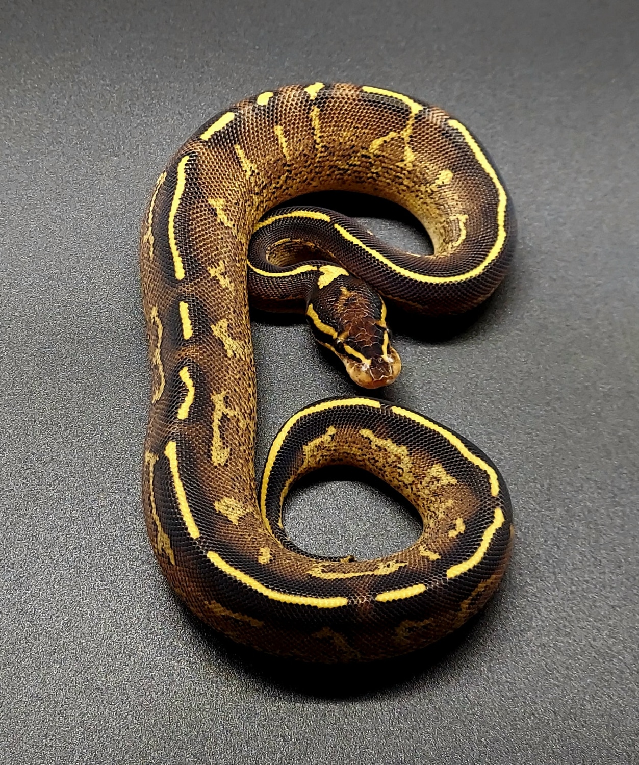 Freeway Ball Python by CMM Constrictors - MorphMarket