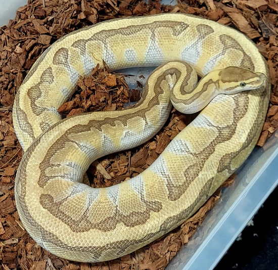 Huge Enchi Kingpin 100% Het Clown Ball Python by CMM Constrictors