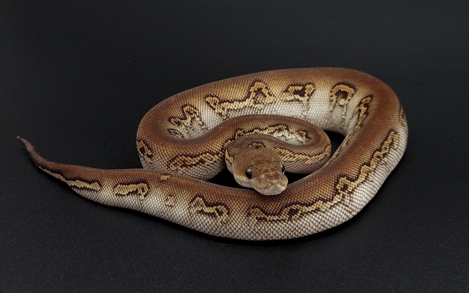 Blackhead Mojave Clown Ball Python by CMM Constrictors - MorphMarket