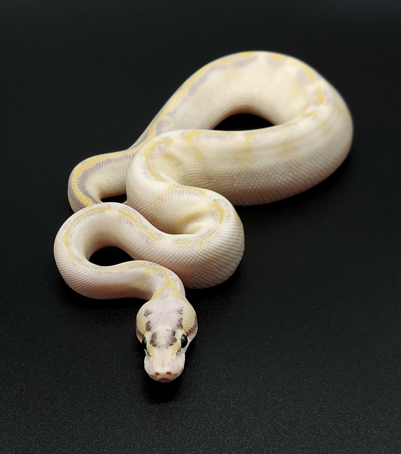 Ivory Ball Python by CMM Constrictors - MorphMarket