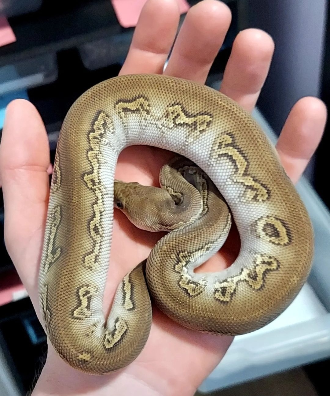 4th OfJuly SALE! Blackhead Mojave Clown Ball Python by CMM Constrictors - MorphMarket