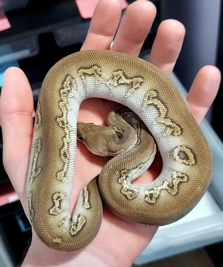 4th OfJuly SALE! Blackhead Mojave Clown Ball Python by CMM Constrictors