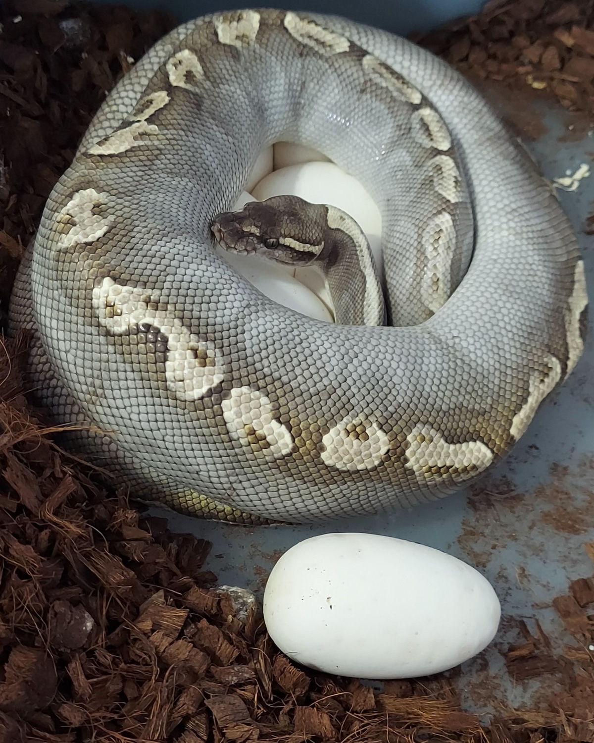 Prooven Breeder! GHI LESSER Ball Python by CMM Constrictors - MorphMarket