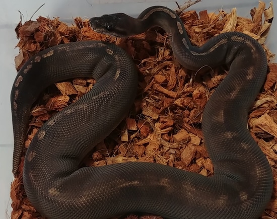 Blackhead Black Pastel GHI Ball Python by CMM Constrictors