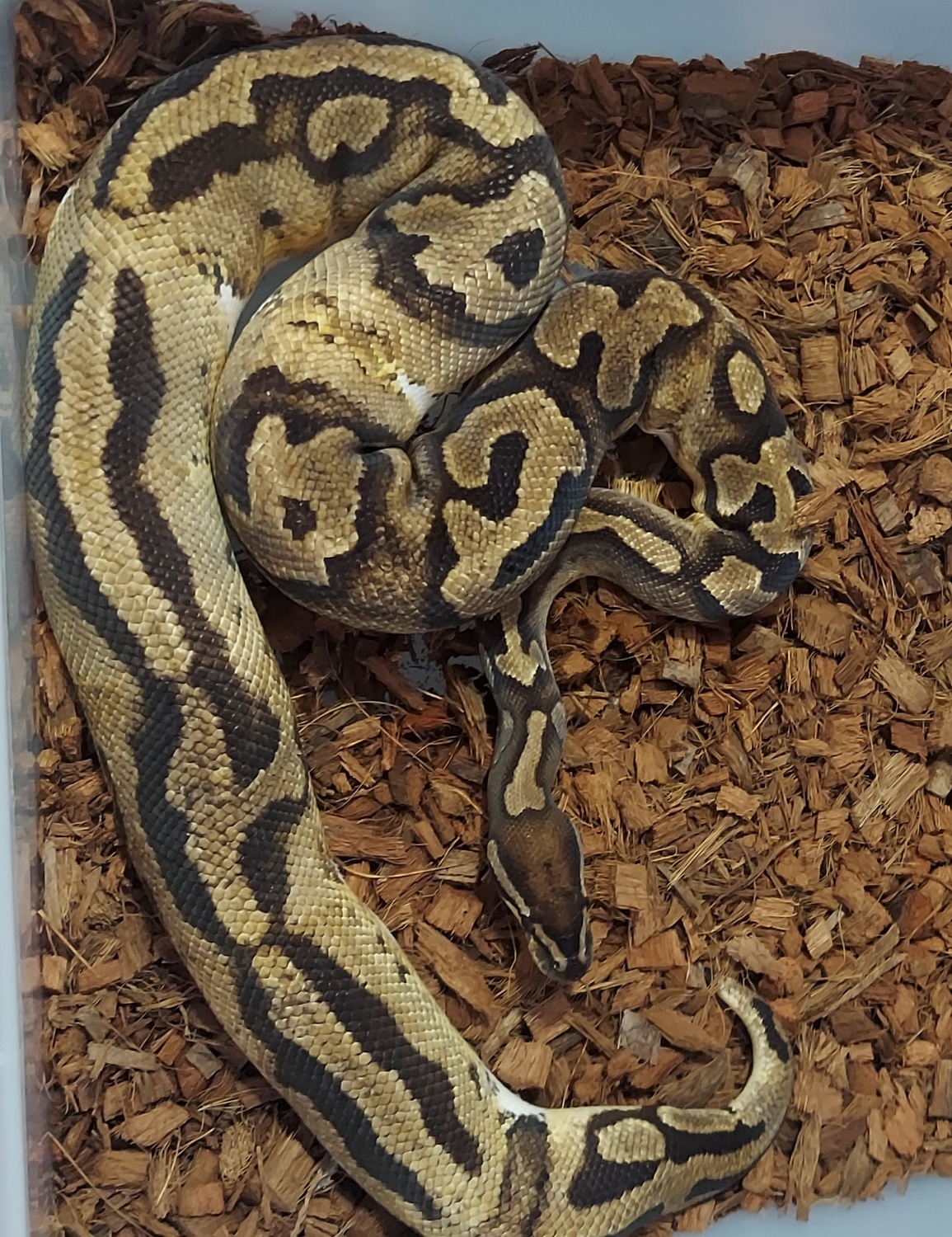 Adult Pied Pos Leopard. Proven Breeder Female. Ball Python by CMM ...
