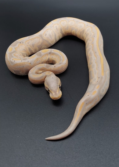 Cinnamon Coral Glow 66% Het Pied 50% Het Lavender Albino Ball Python by ...