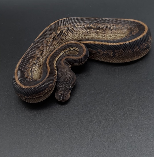 Mahogany Cinnamon Double Het Dreamsicle Ball Python by CMM Constrictors