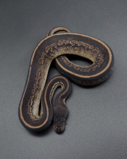 Mahogany Cinnamon Double Het Dreamsicle Ball Python by CMM Constrictors