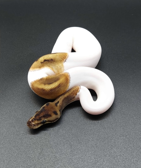 NO Reserve! Hidden Gene Woma Pied 50% Het Lavender Albino. Ball Python ...