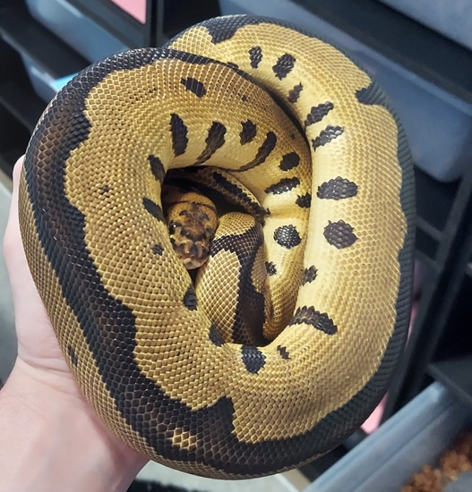 Proven Breeder Leopard Clown. Ball Python by CMM Constrictors